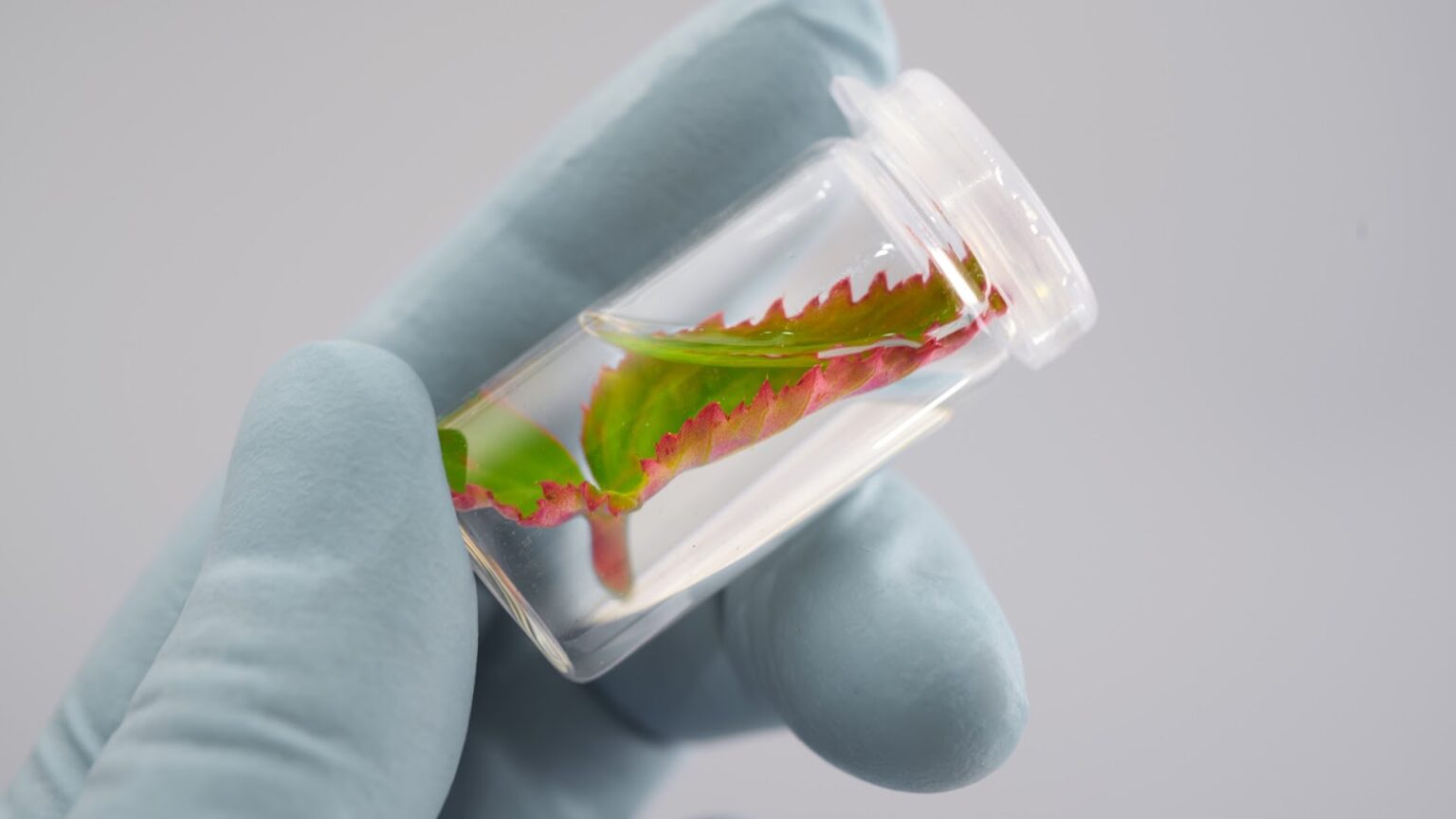 Testing and Screening Methods for Genotoxicity and Mutagenicity